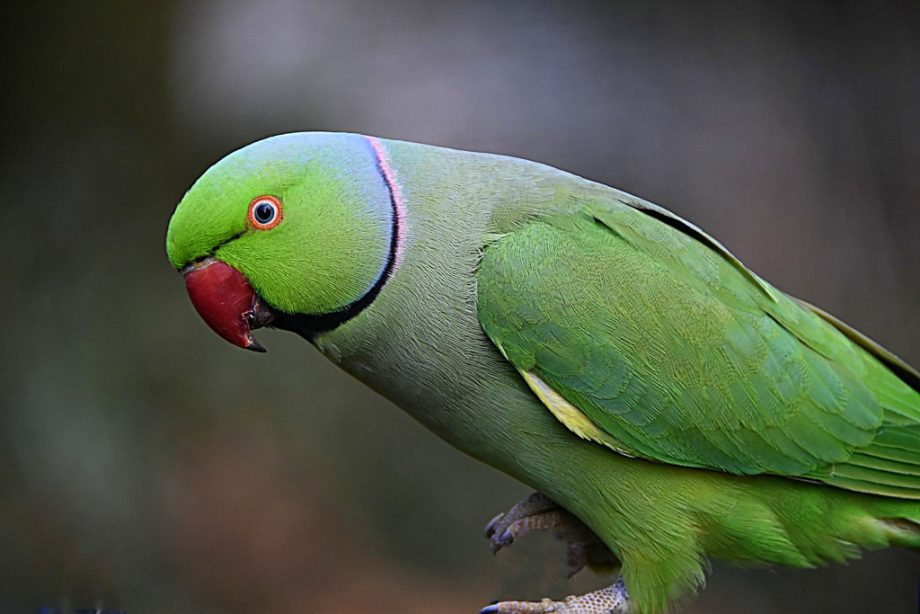 Ptice - Pandica Petshop